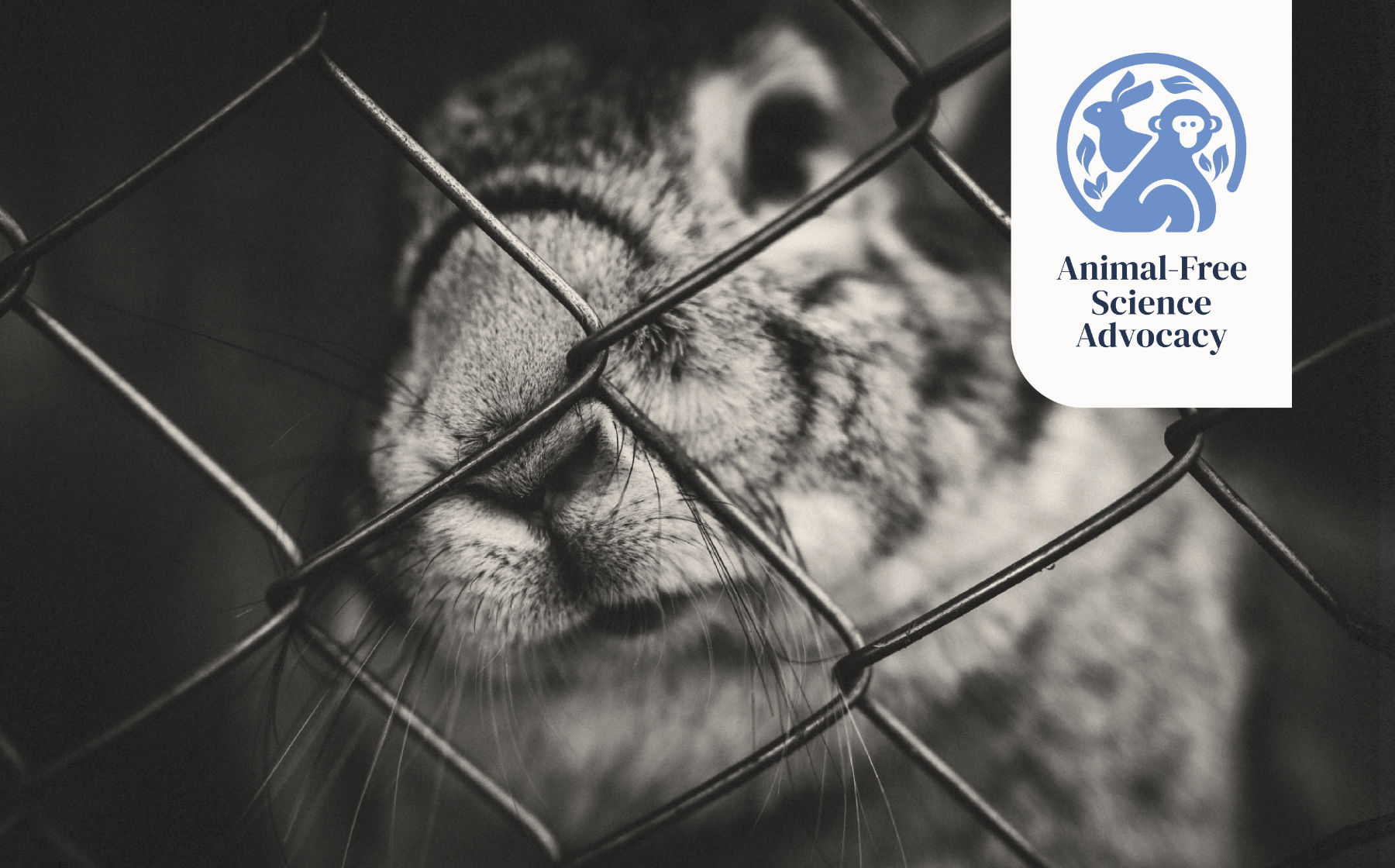 Re-branding — AFSA | Christie Davis Design